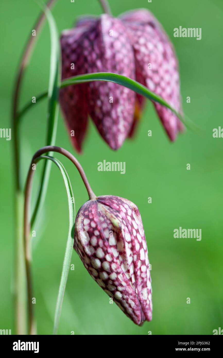 The distinctive checkerboard pattern on the petals of a snakeshead ...