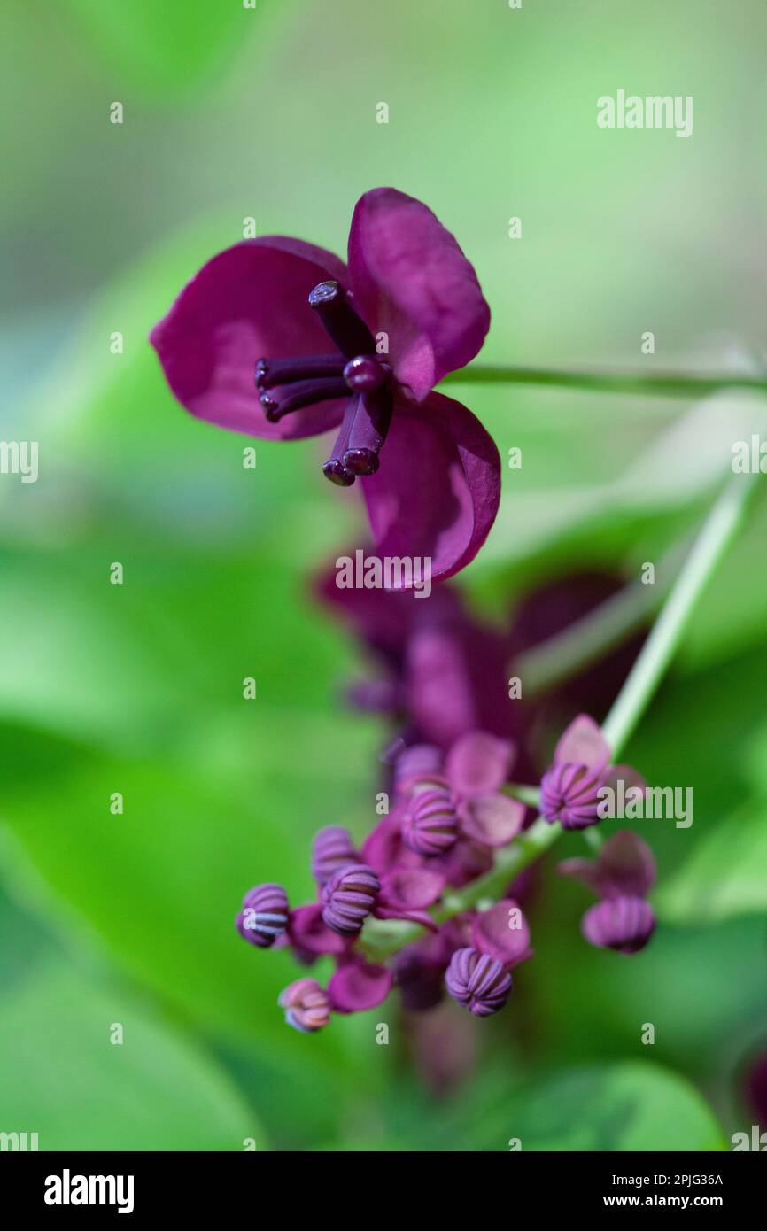 Flowers on a chocolate vine, akebia quinata, a climbing plant that is ...