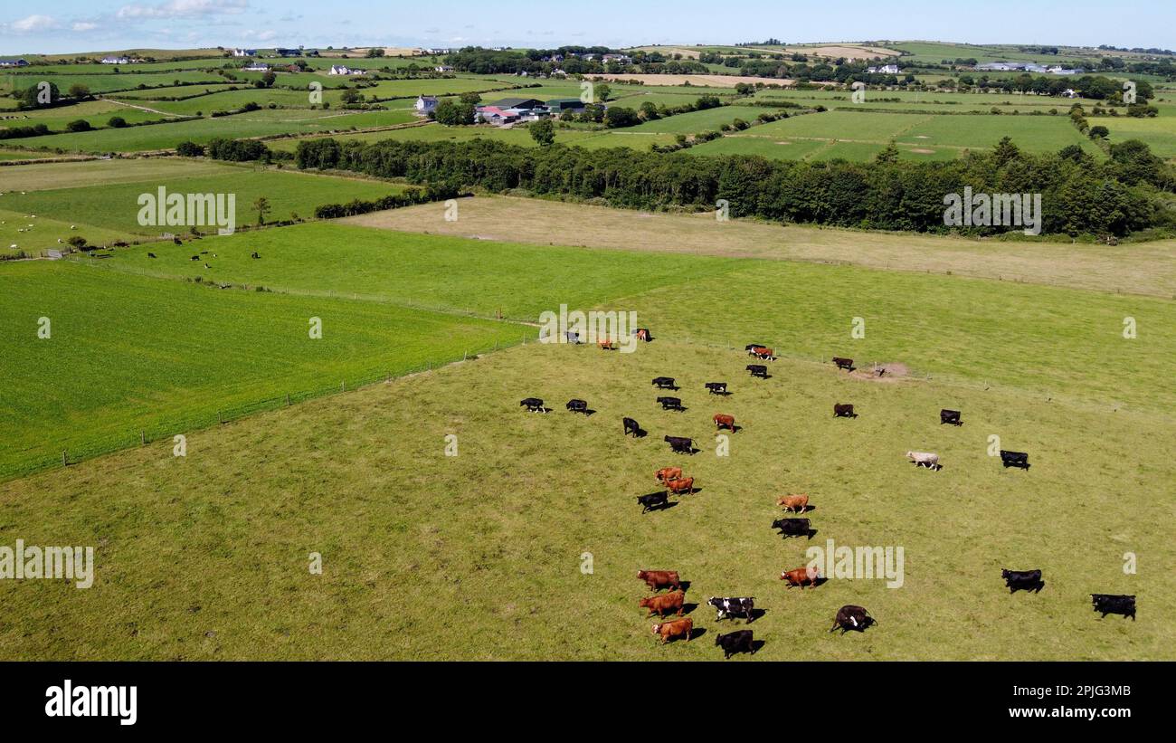 A herd of cows in a fenced farm field, warm summer weather. Green farm ...