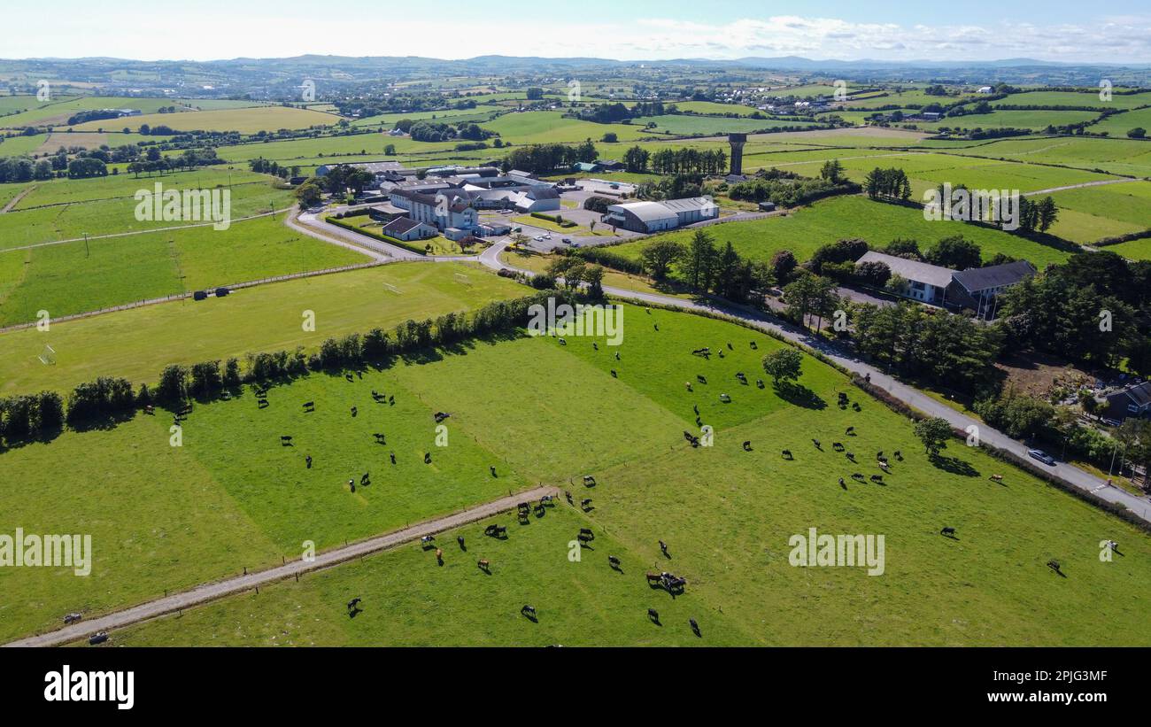 A cows on a green farmer's field on a clear summer day, top view ...