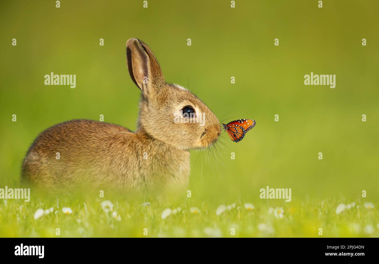 Close up of a cute little rabbit with a butterfly on nose, UK Stock ...