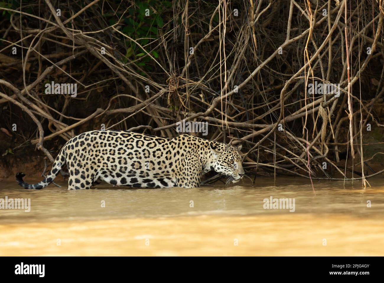 Amazon jaguar prey hi-res stock photography and images - Alamy