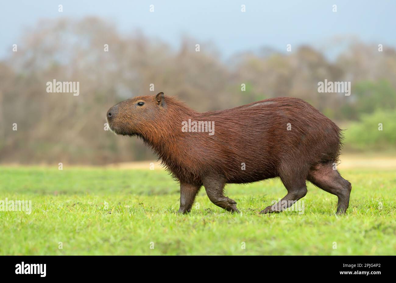 Close up of Capybara on a river bank, North Pantanal, Brazil Stock ...