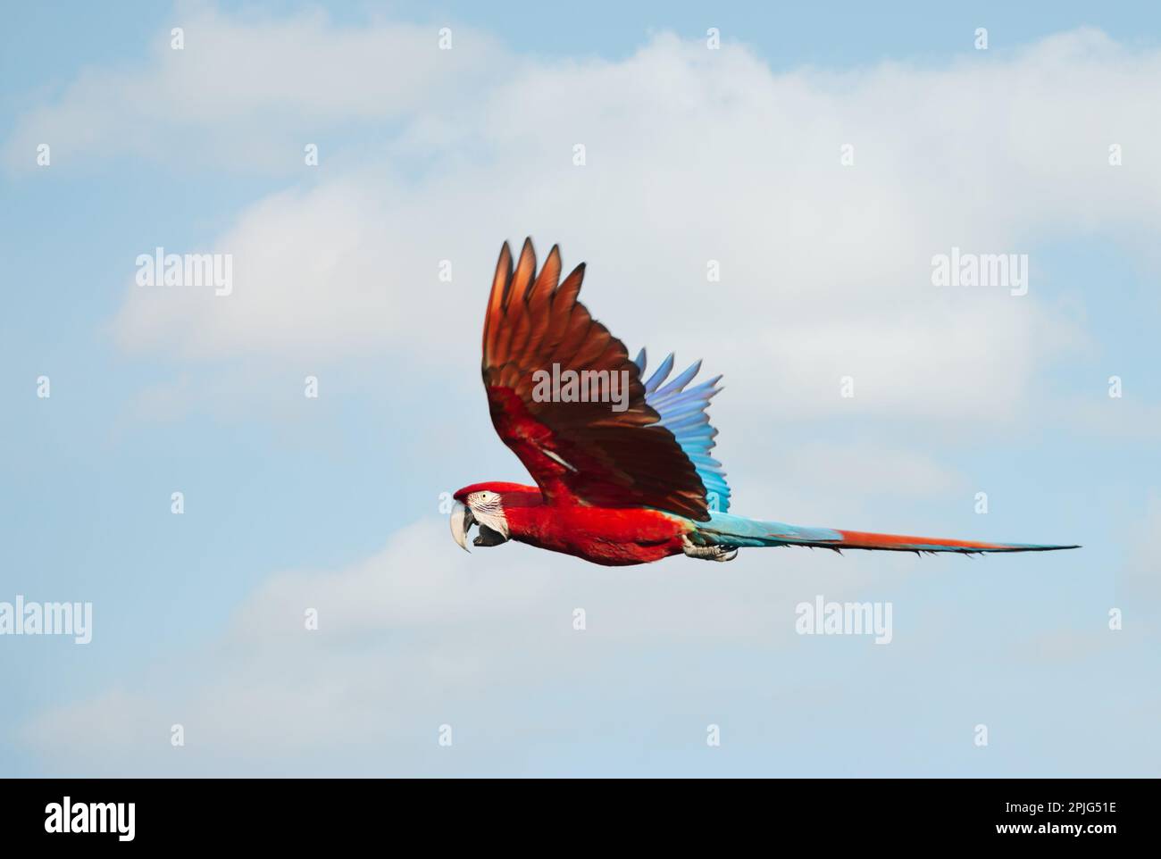 Green parrot in flight hi-res stock photography and images - Alamy