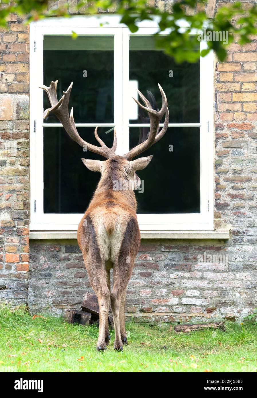 Red deer stag peeking through the window, UK Stock Photo - Alamy