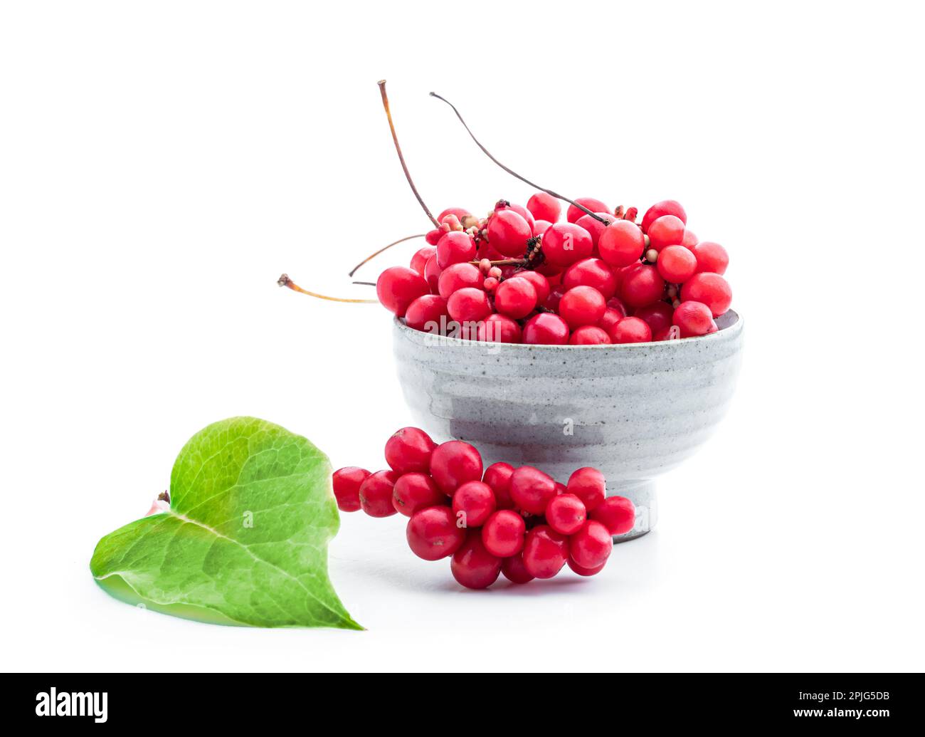 Schisandra chinensis medicinal herb fruit with leaf isolated on white ...