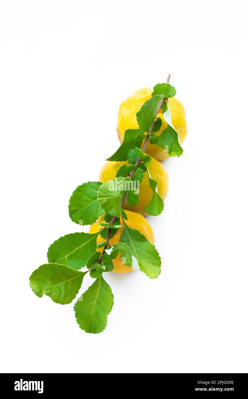 Fresh branch with quince fruits isolated on white Stock Photo - Alamy