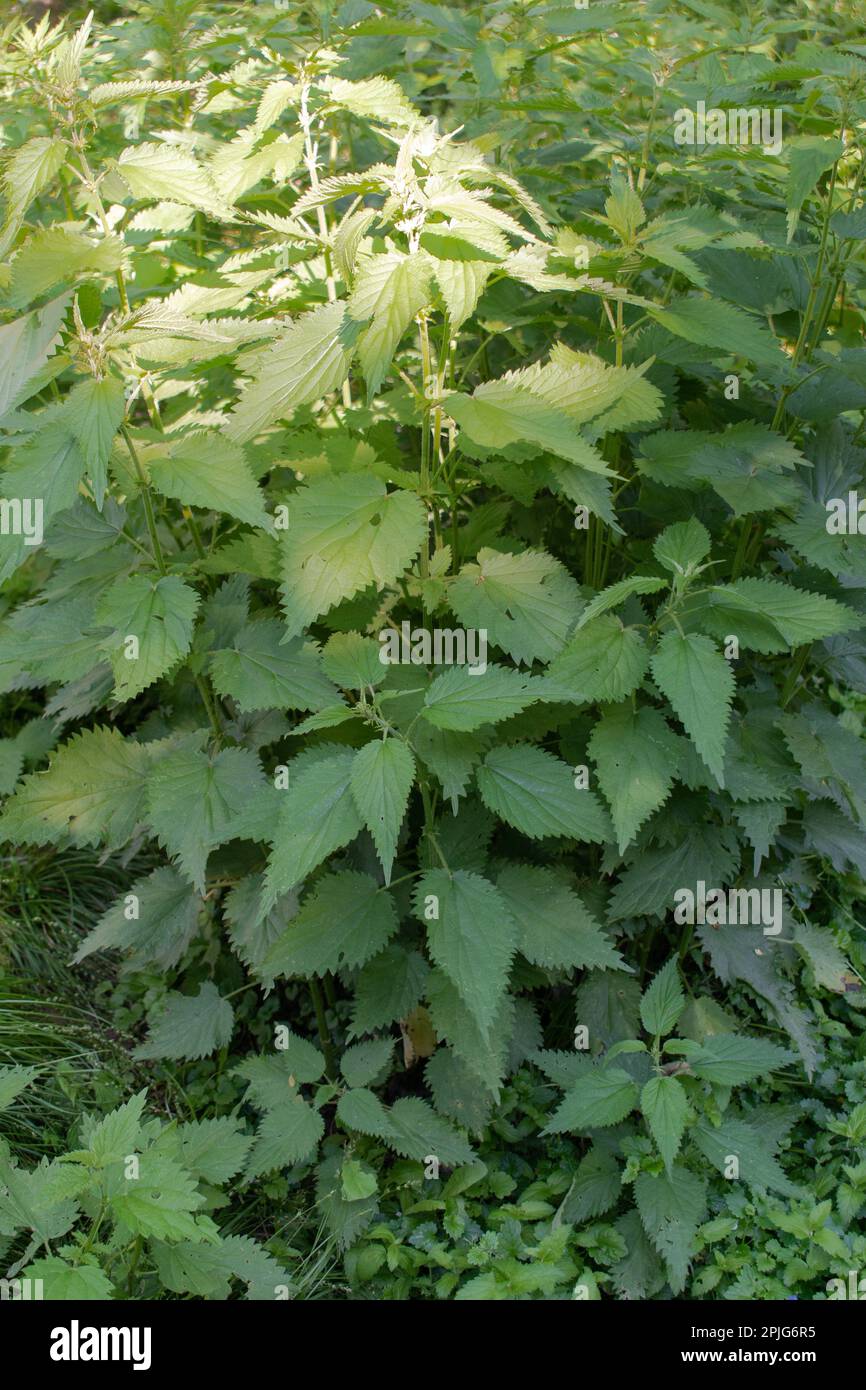 A stinging nettle growing in a field. Urtica dioica Stock Photo - Alamy