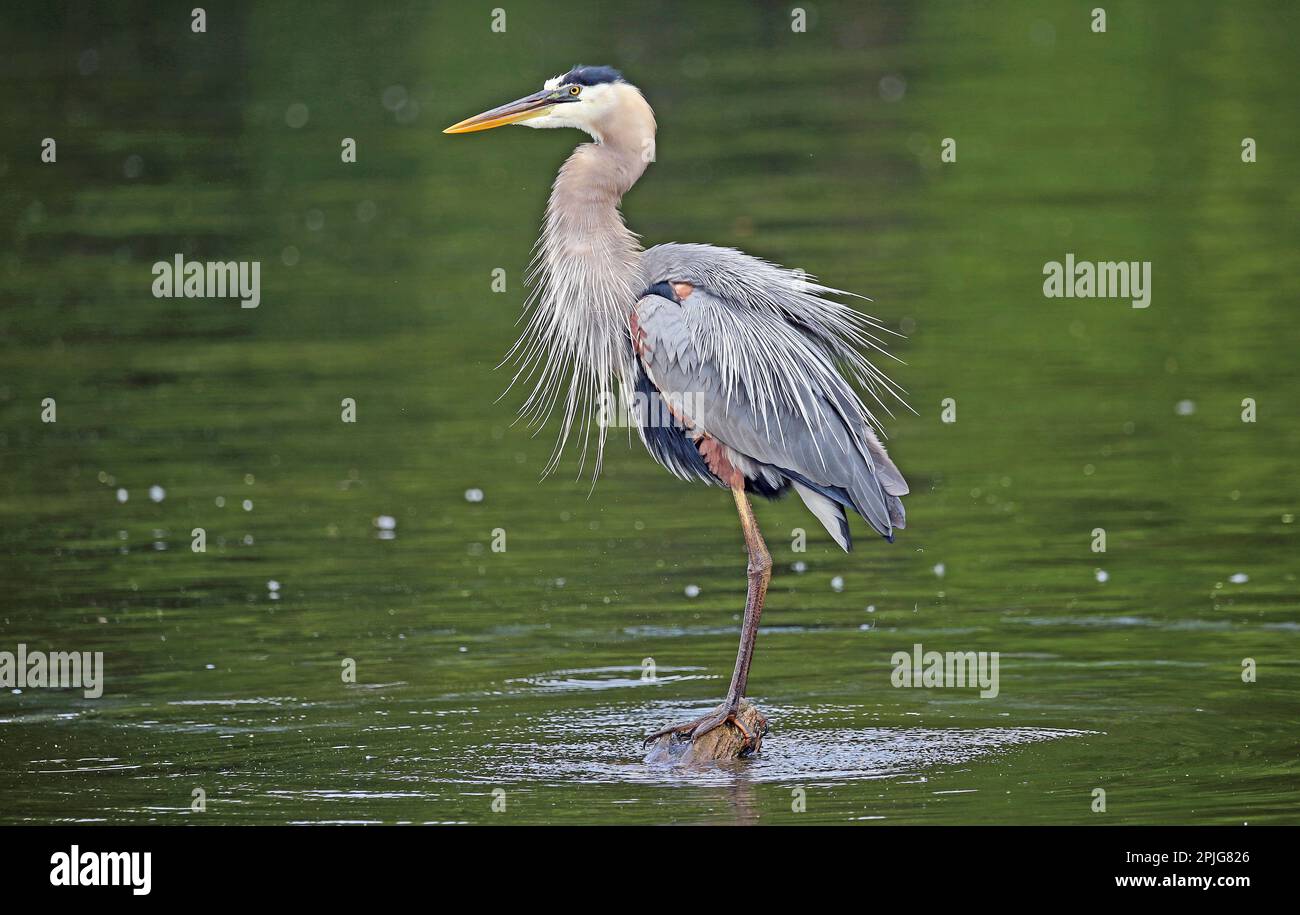 Beautiful heron - Great Blue Heron - Tennessee Stock Photo - Alamy