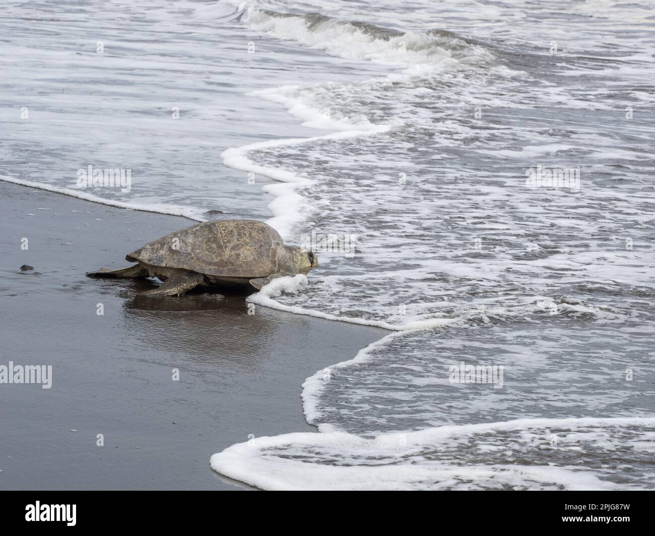 Olive Ridley sea turtle (Lepidochelys olivacea) entering the Pacific ...