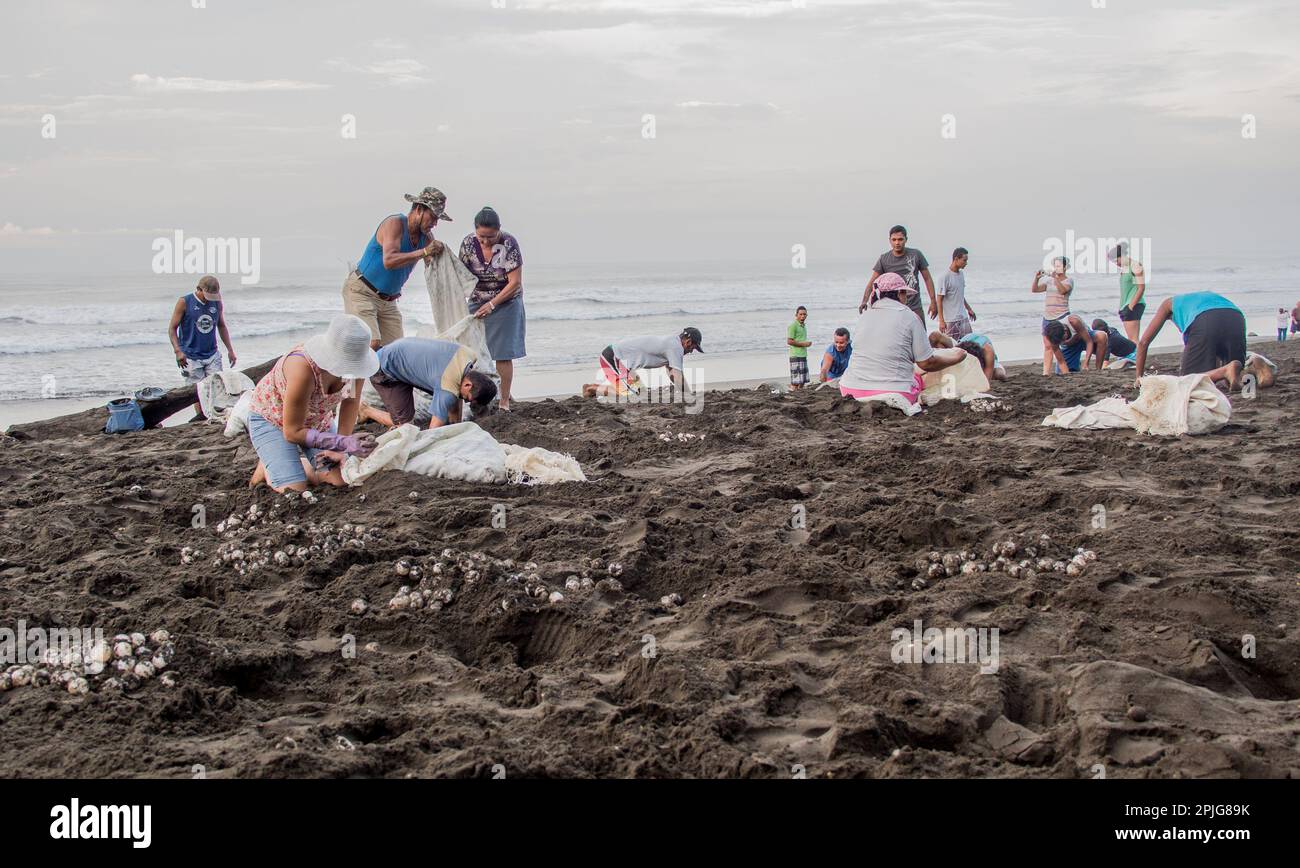 Village residents of Ostional, Costa Rica collecting sea turtle eggs ...