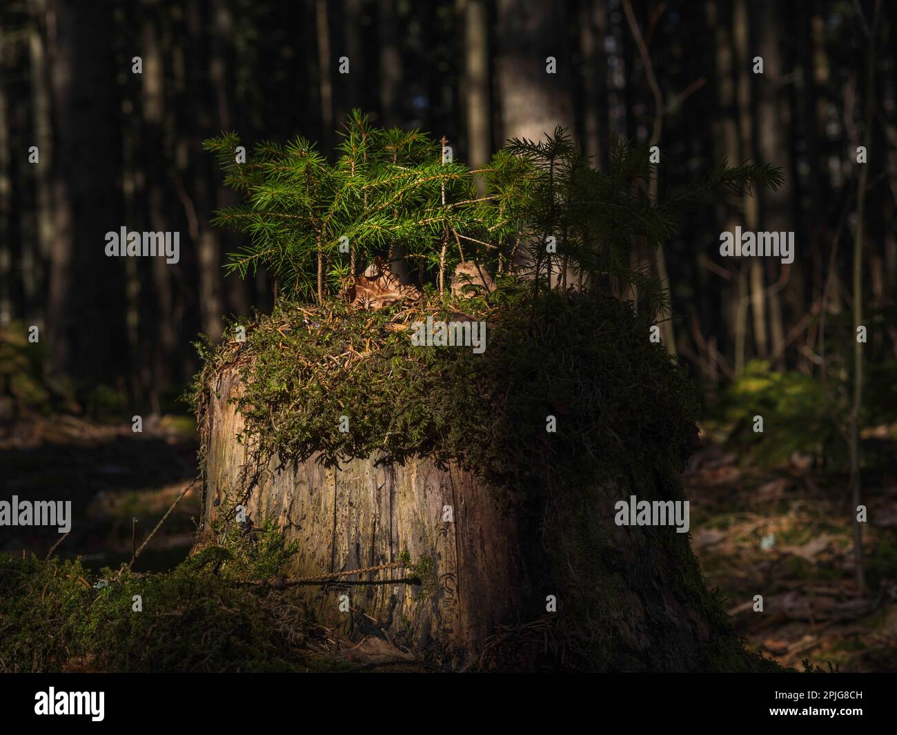 Tree sprout from stump in Norway, 2023 Stock Photo - Alamy