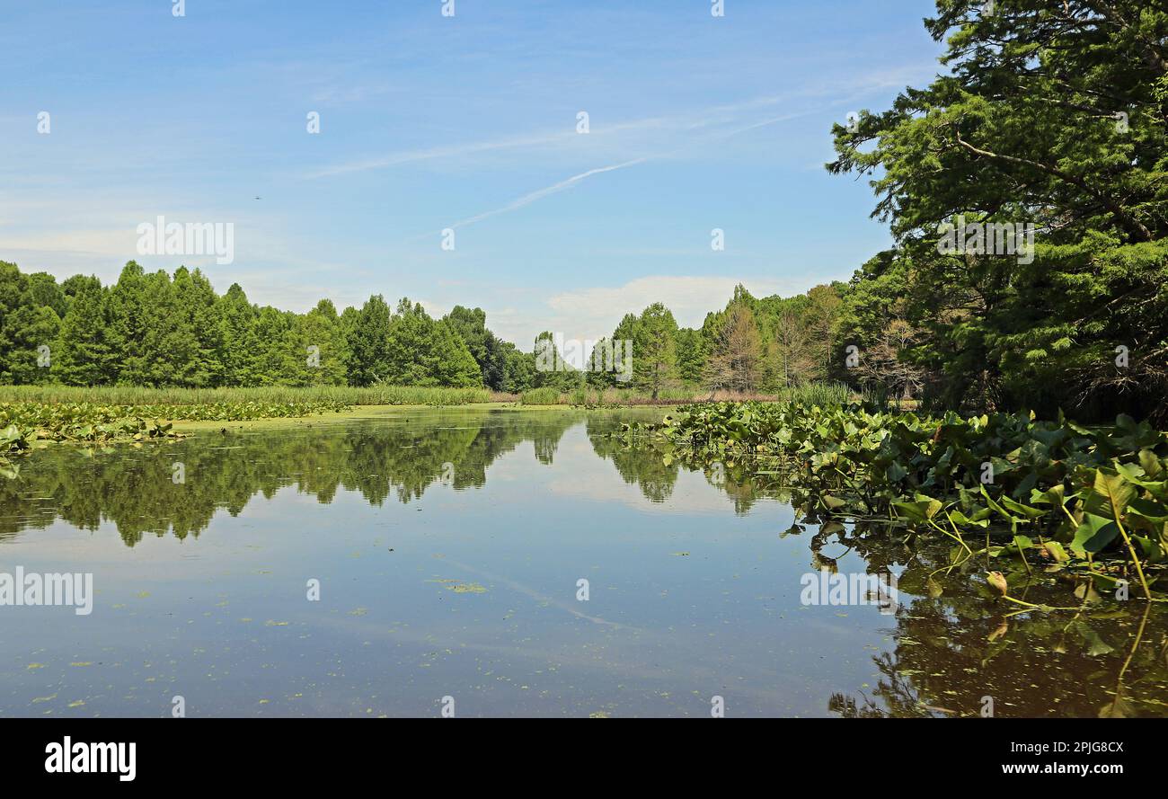 Reelfoot Lake landscape - Tennessee Stock Photo - Alamy