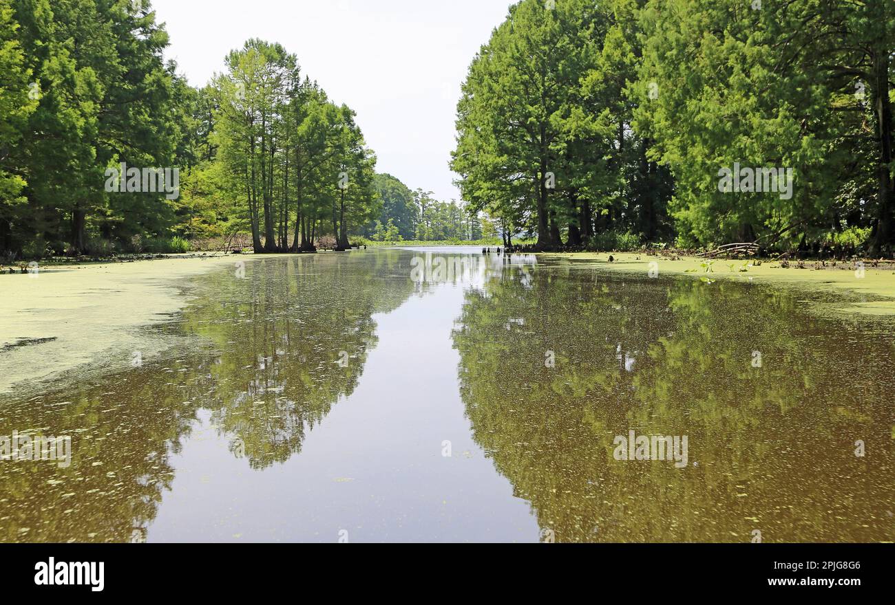 Algae sediment on Reelfoot Lake - Tennessee Stock Photo - Alamy
