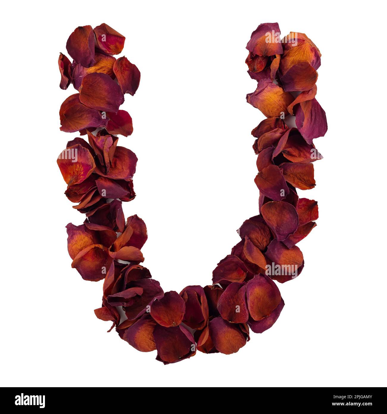Letter U from dry red rose petals, isolated on white background. Nature ...