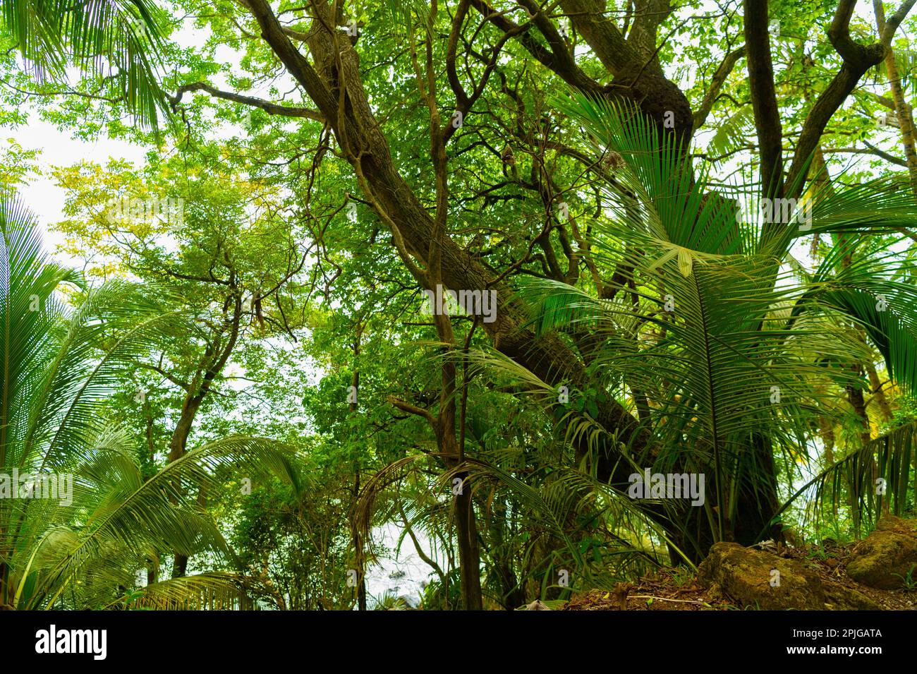 bright green forest of tropical jungle nature. photo of tropical jungle ...
