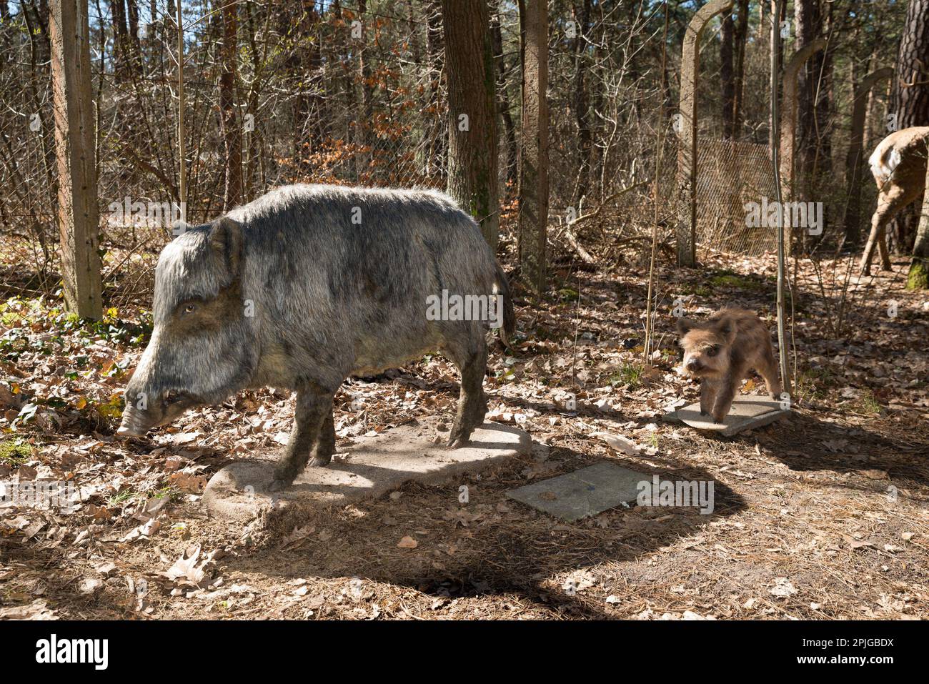Central european boar hi-res stock photography and images - Alamy