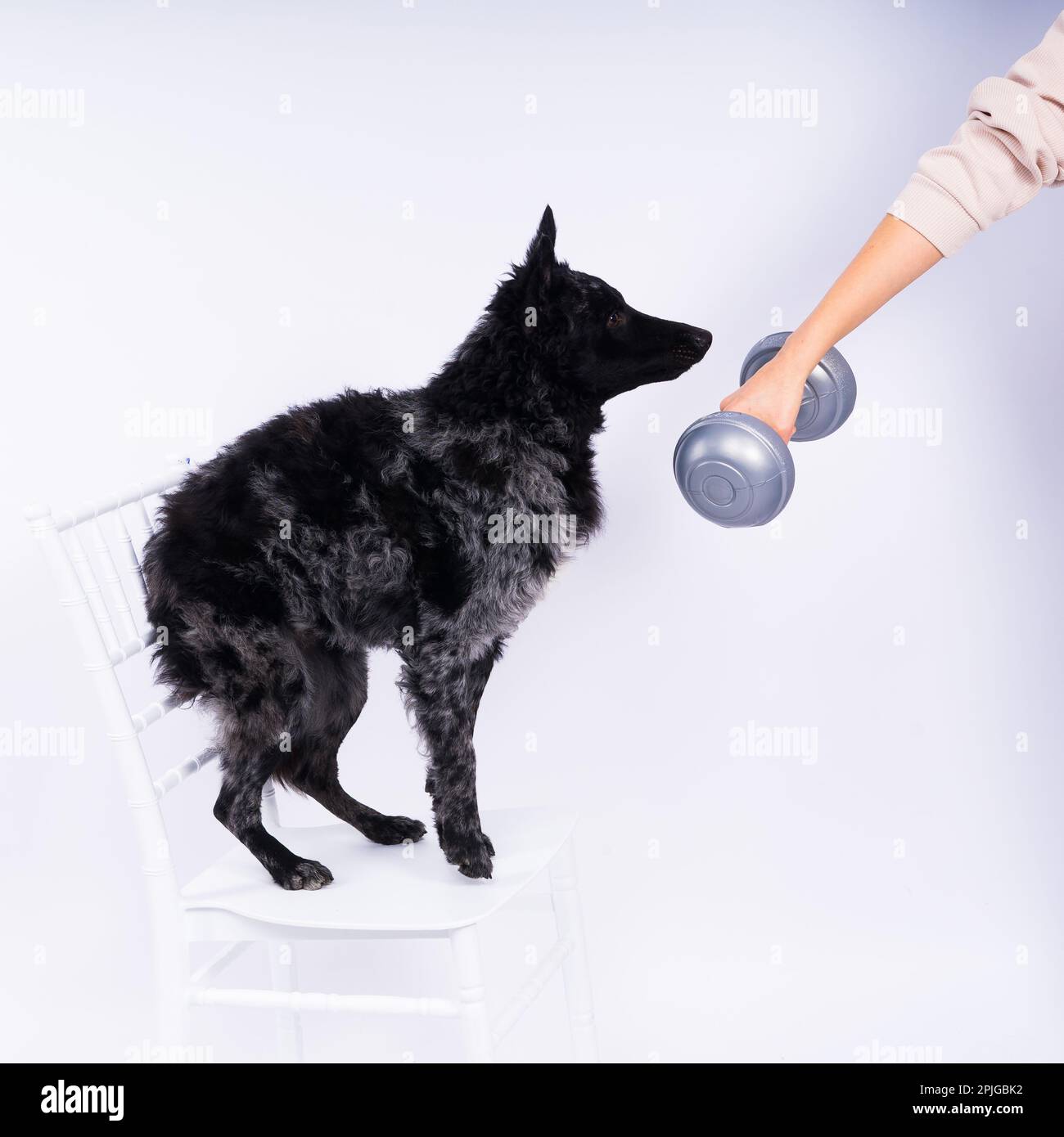Mudi black dog in a white studio with dumbbell, active animal Stock ...