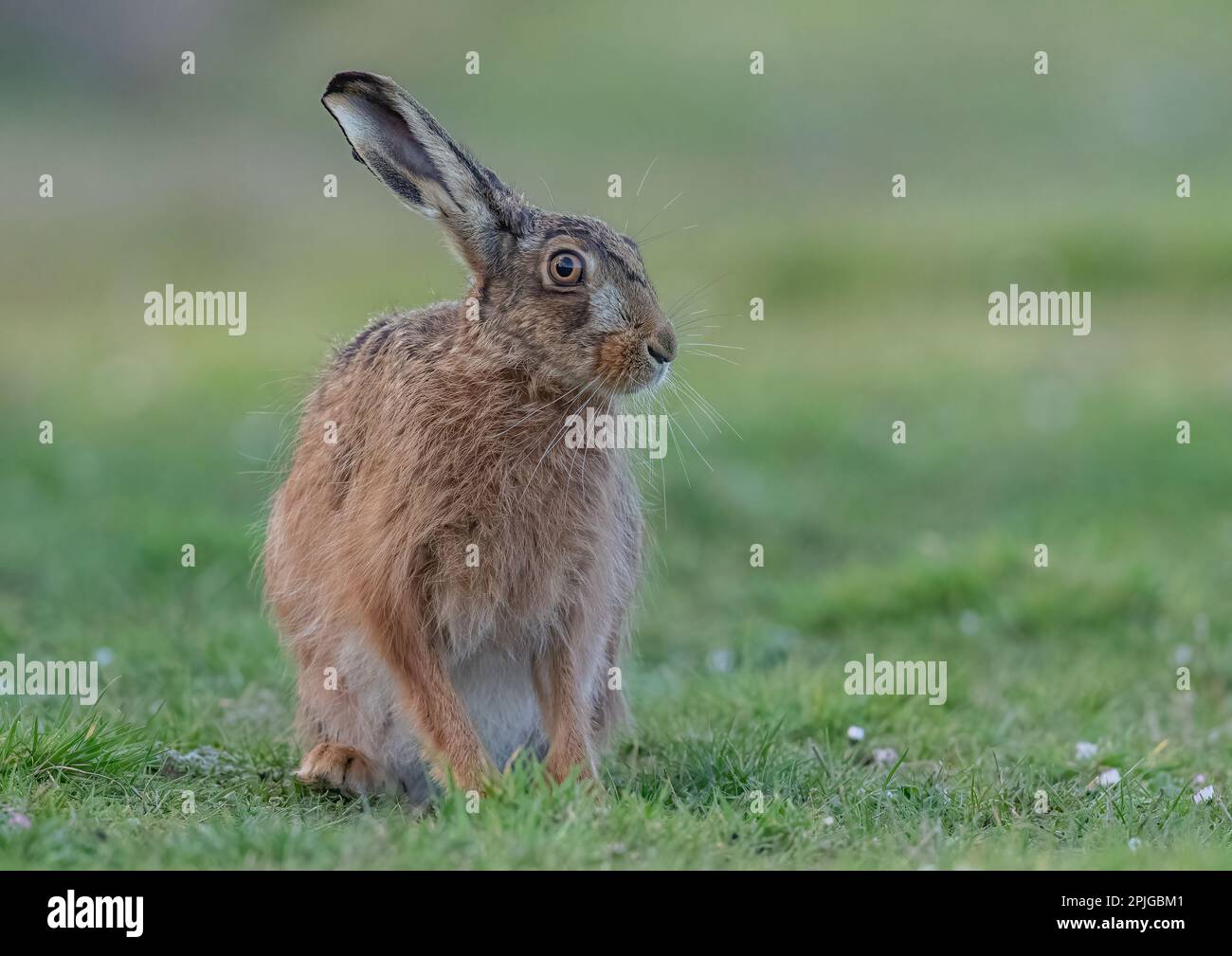 A close up detailed shot of a wild Brown Hare (Lepus europaeus) with ...