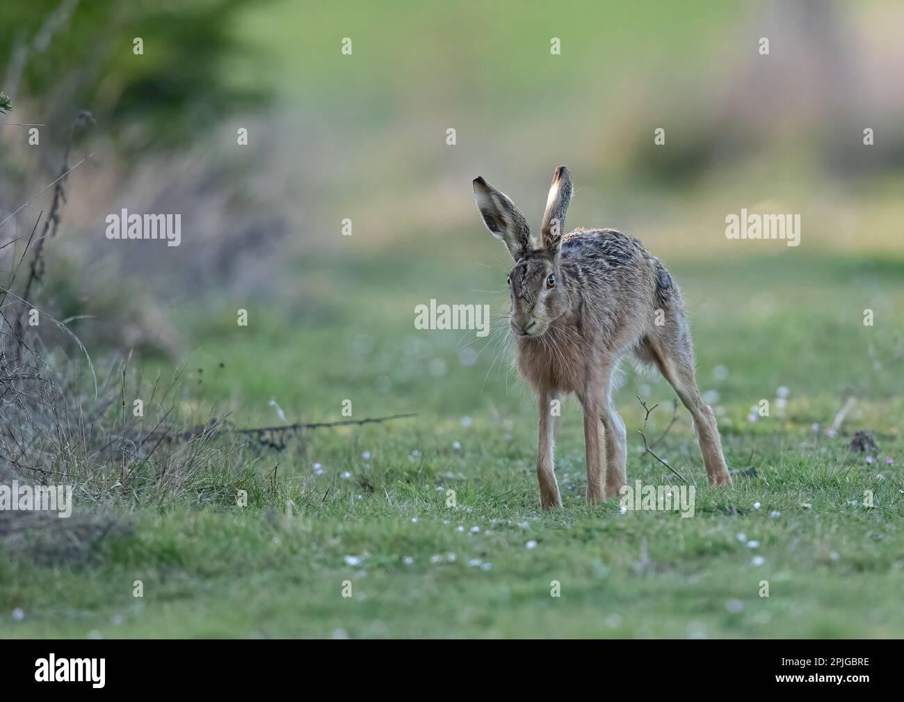 A close up detailed shot of a wild Brown Hare (Lepus europaeus) showing off his long legs ...