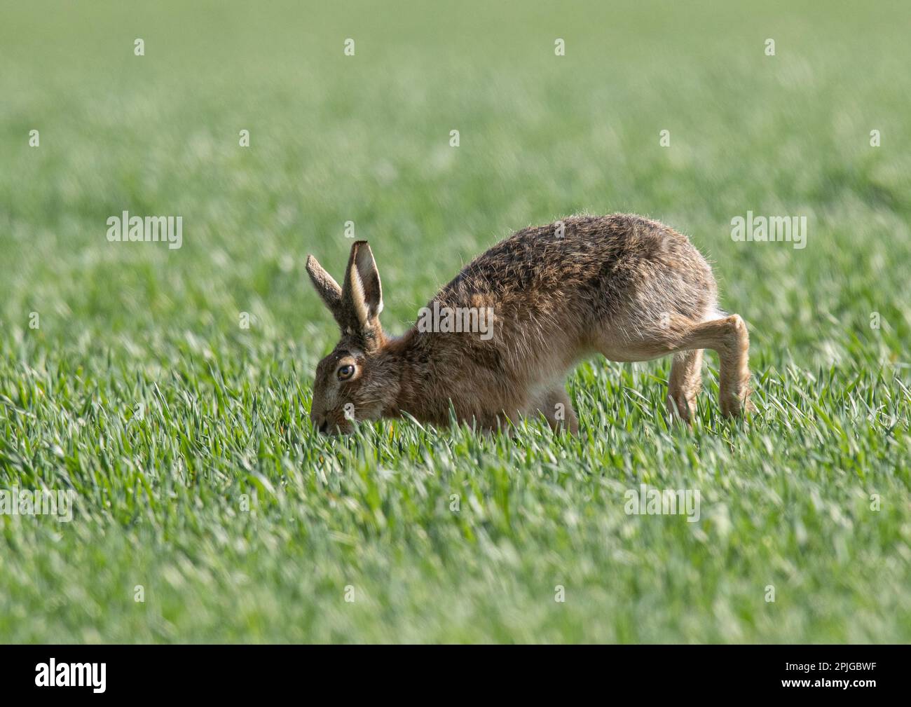 A Brown Hare ( Lepus europaeus) running across the farmers crop, side ...