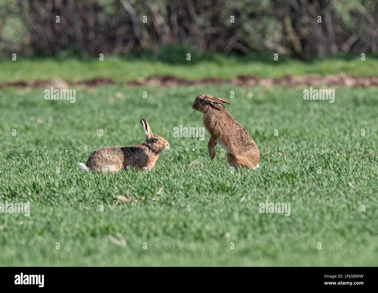 Mad March Hares. Brown Hares ( Lepus europaeus) exhibiting boxing ...
