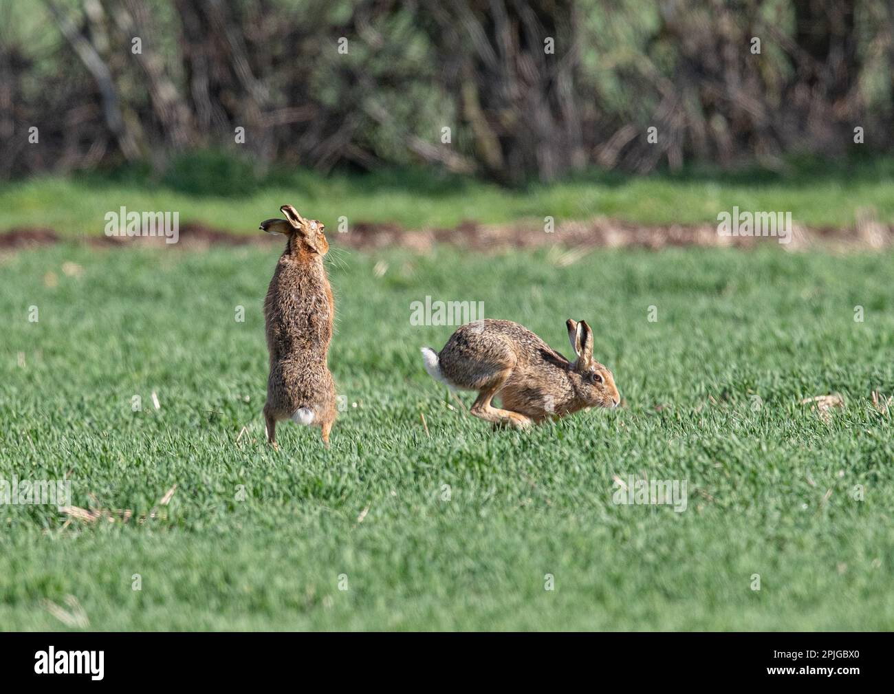 Mad March Hares. Brown Hares ( Lepus europaeus) exhibiting boxing ...