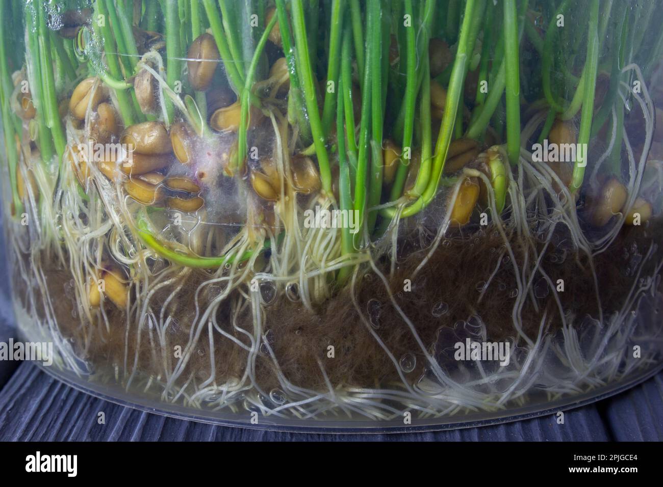 Roots of sprouted wheat growing in a container. Cultivation of ...