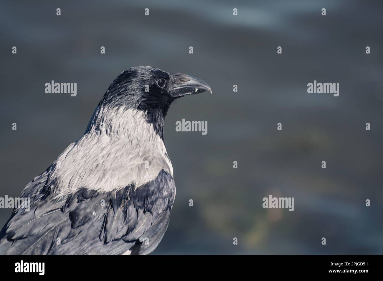 Crow wing river hi-res stock photography and images - Alamy