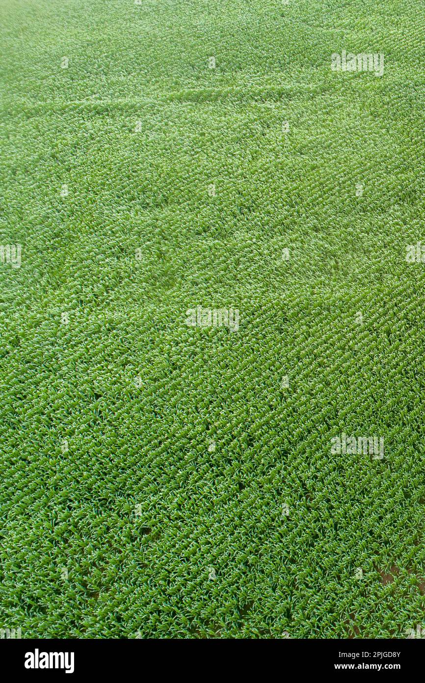 Aerial view corn hi-res stock photography and images - Alamy