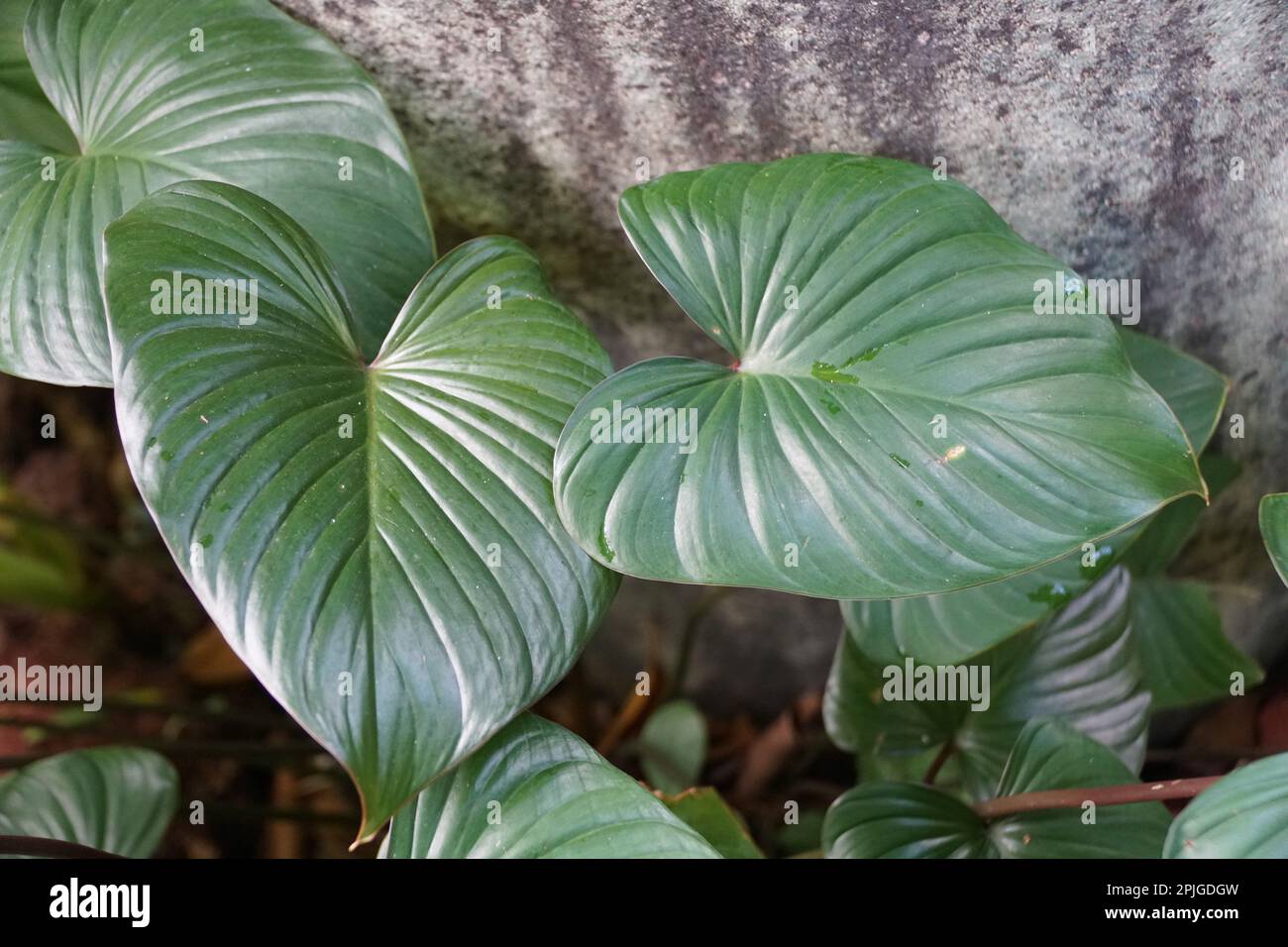 Close up of the shiny love-shaped leaf of Homalomena Rubescens, a rare ...