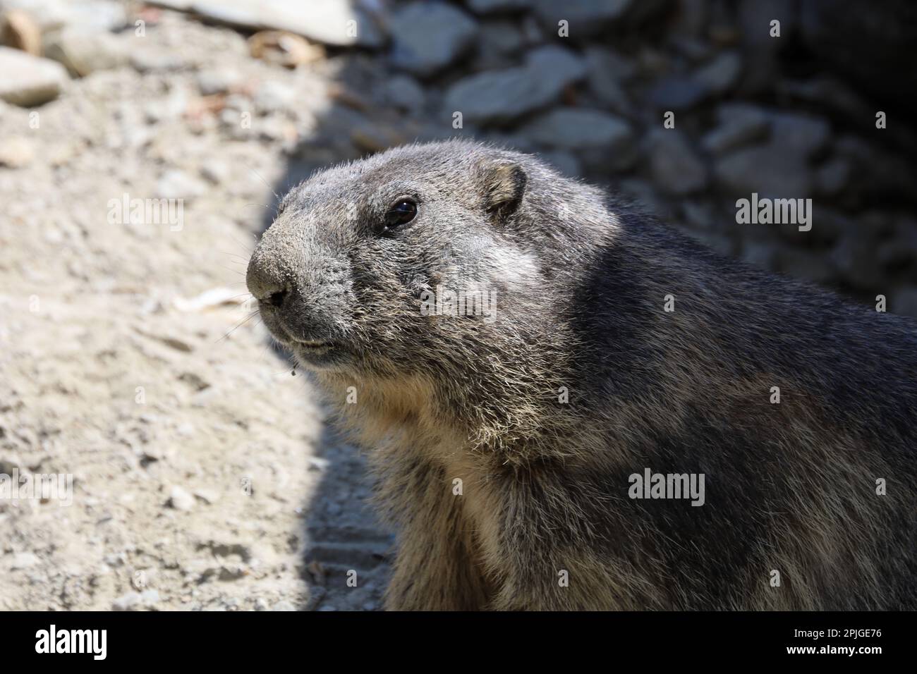 Schmetterling fliege hi-res stock photography and images - Alamy