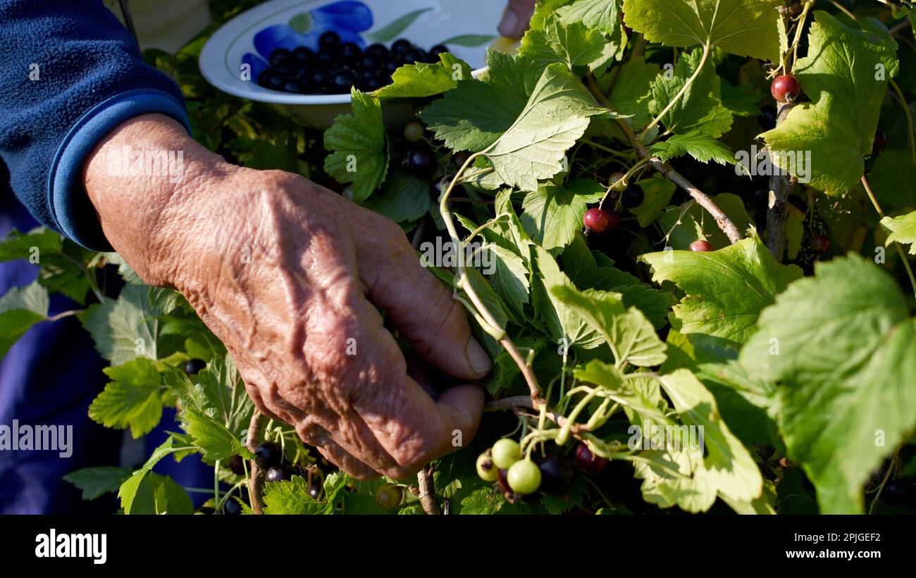 Close up senior woman picking hi-res stock photography and images - Alamy