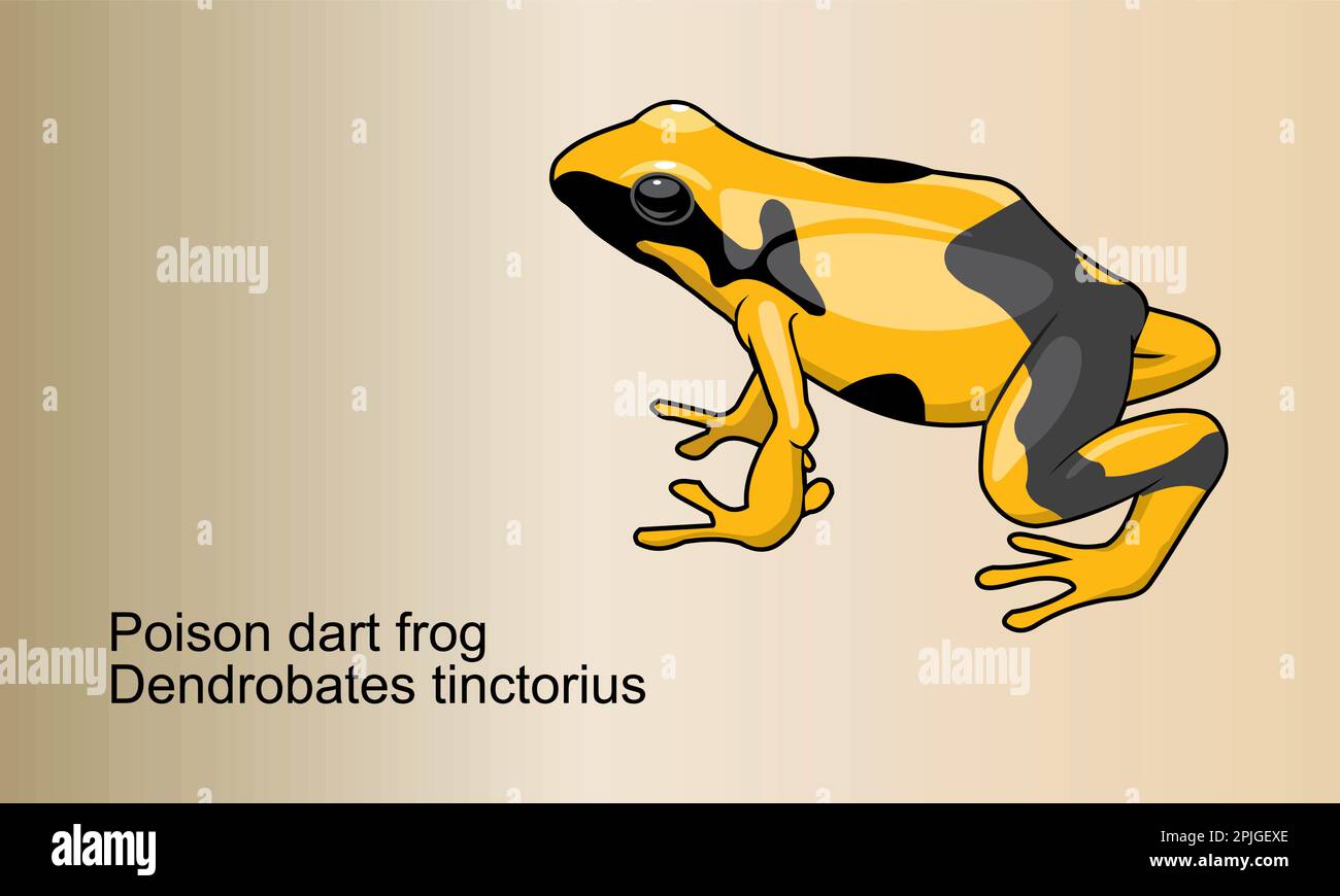 Poison dart frog - Illustration, Deadly Poisonous Frogs Stock Vector ...