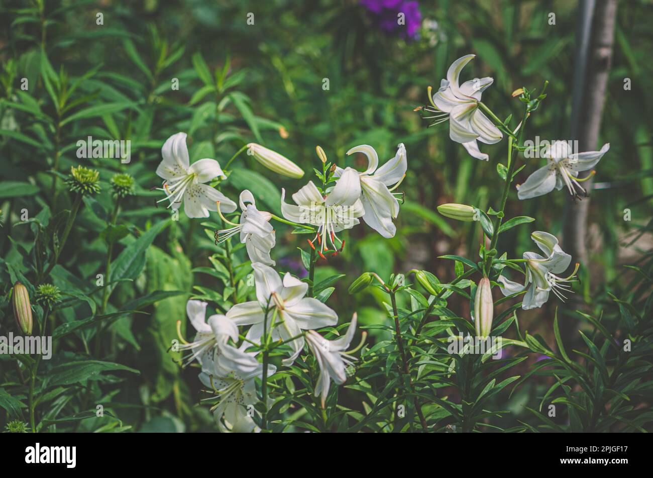 scented majestic white lily flowers Stock Photo - Alamy
