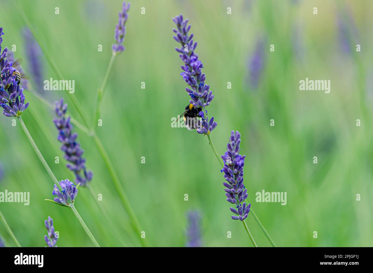 bee, lavender and green background Stock Photo - Alamy