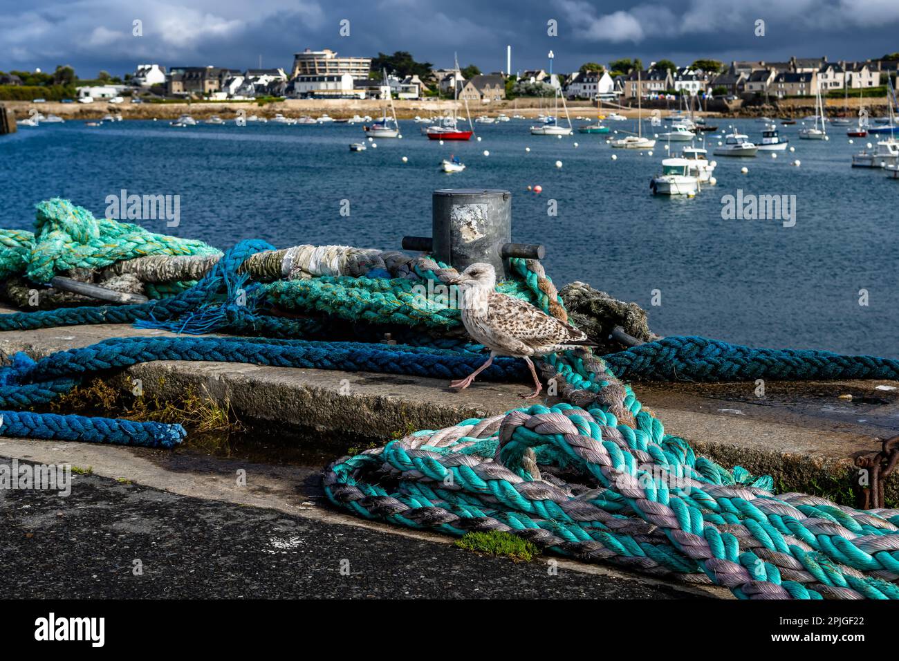 Harbor At City Of Roscoff At The Finistere Atlantic Coast In Brittany ...