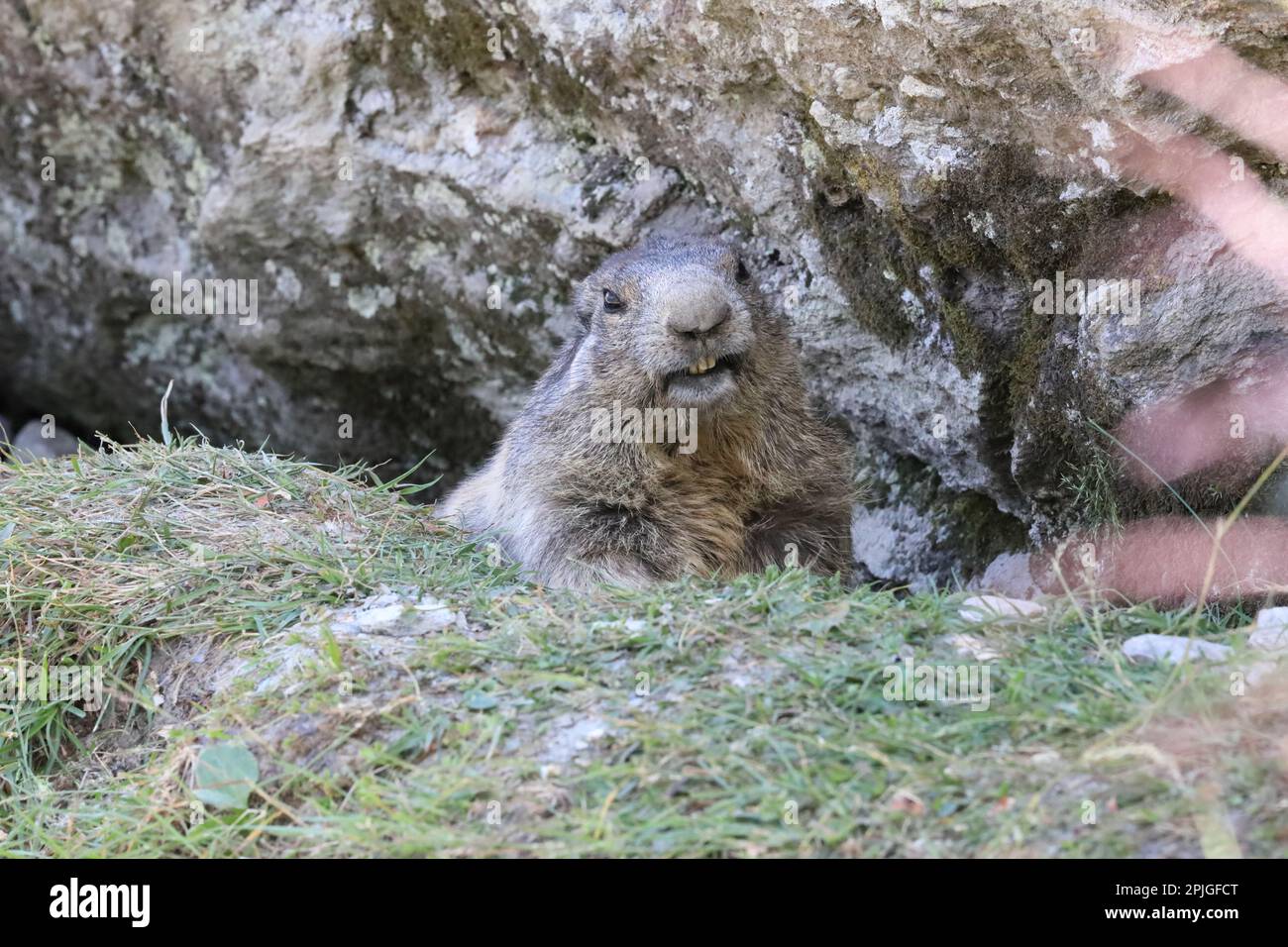 Bluten picker hi-res stock photography and images - Alamy