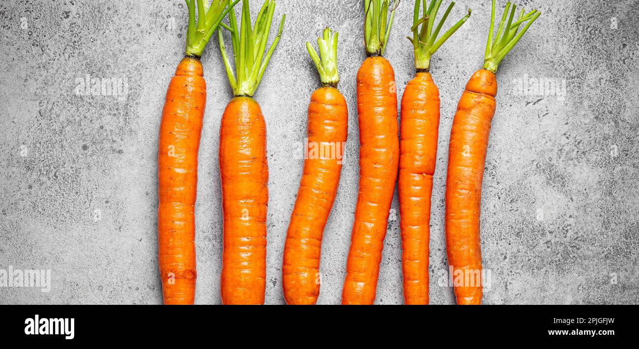 Fresh raw organic farm carrots with leafs arranged on grey rustic stone ...