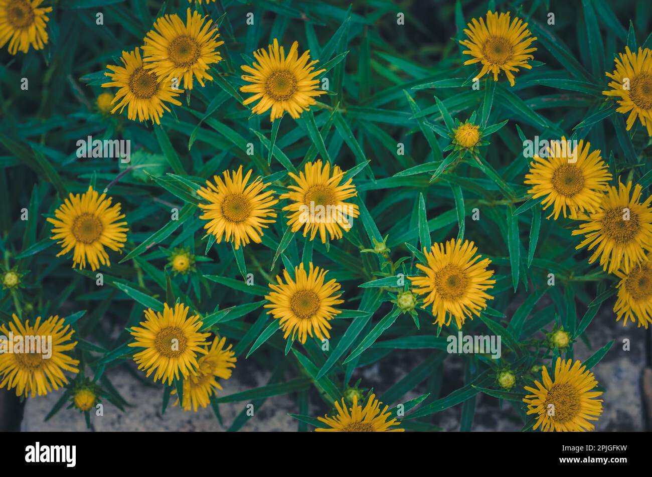 Sunny yellow flowers hi-res stock photography and images - Alamy