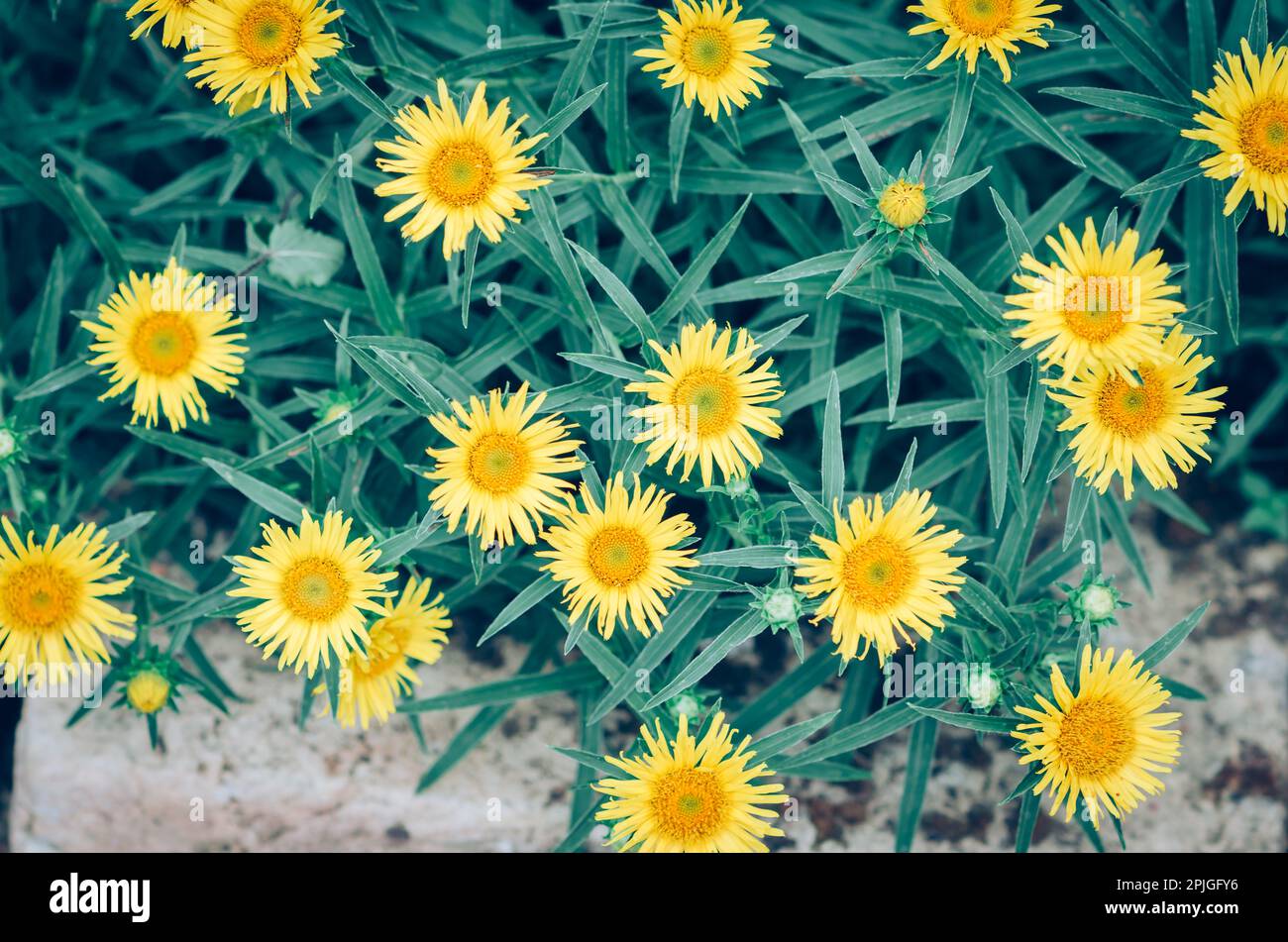 Sunny yellow flowers hi-res stock photography and images - Alamy