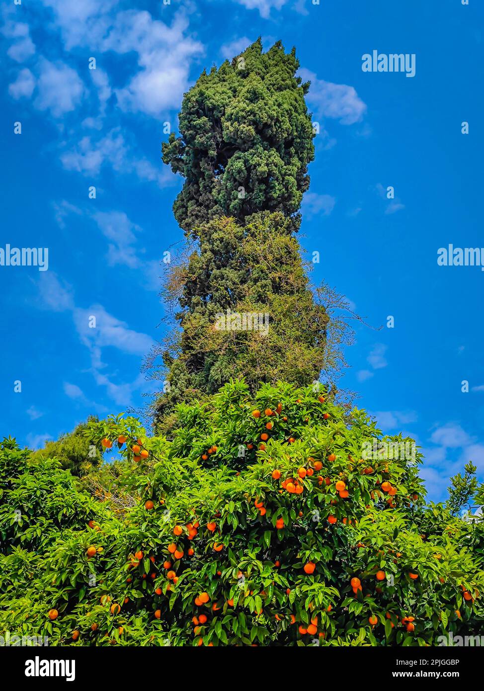 Impressive view of green orange trees in front of blue sky. Farming in ...
