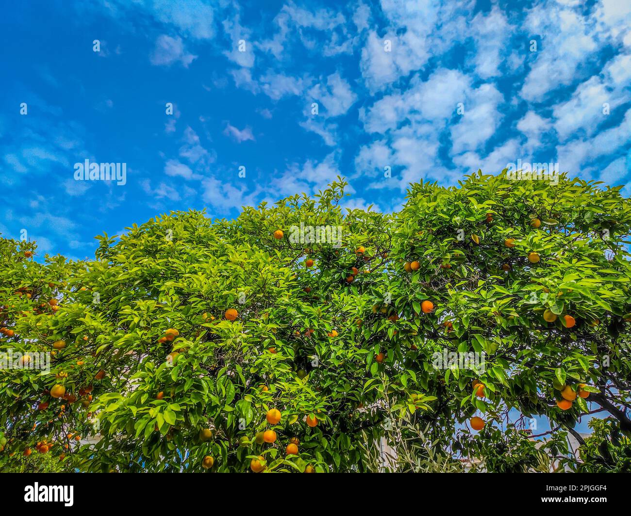 Impressive view of green orange trees in front of blue sky. Farming in ...