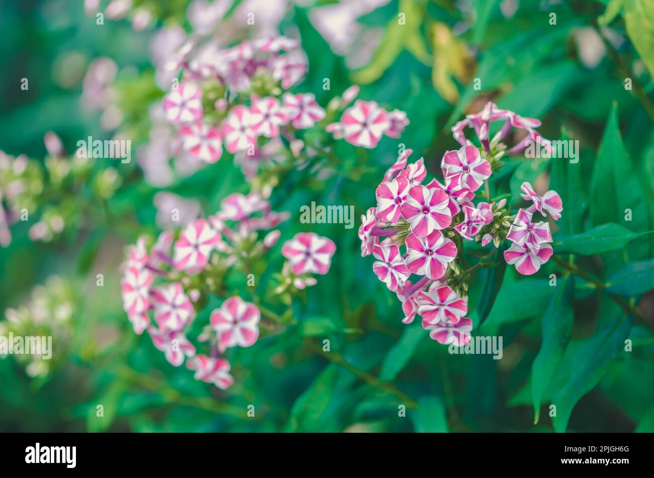 decorative two colors combined phlox flowers Stock Photo - Alamy