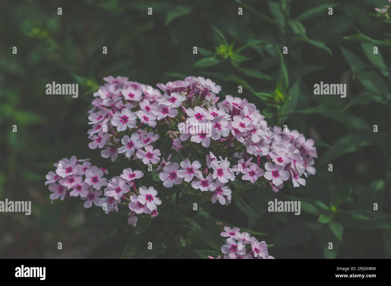 decorative two colors combined phlox flowers Stock Photo - Alamy