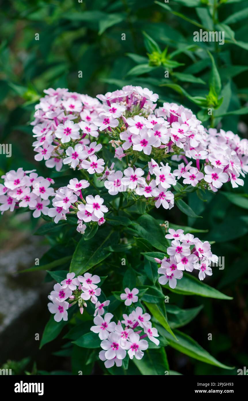 decorative two colors combined phlox flowers Stock Photo - Alamy
