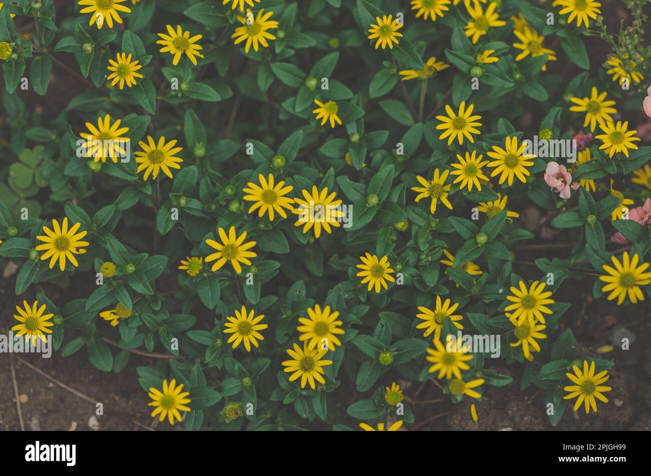 Sunny yellow flowers hi-res stock photography and images - Alamy