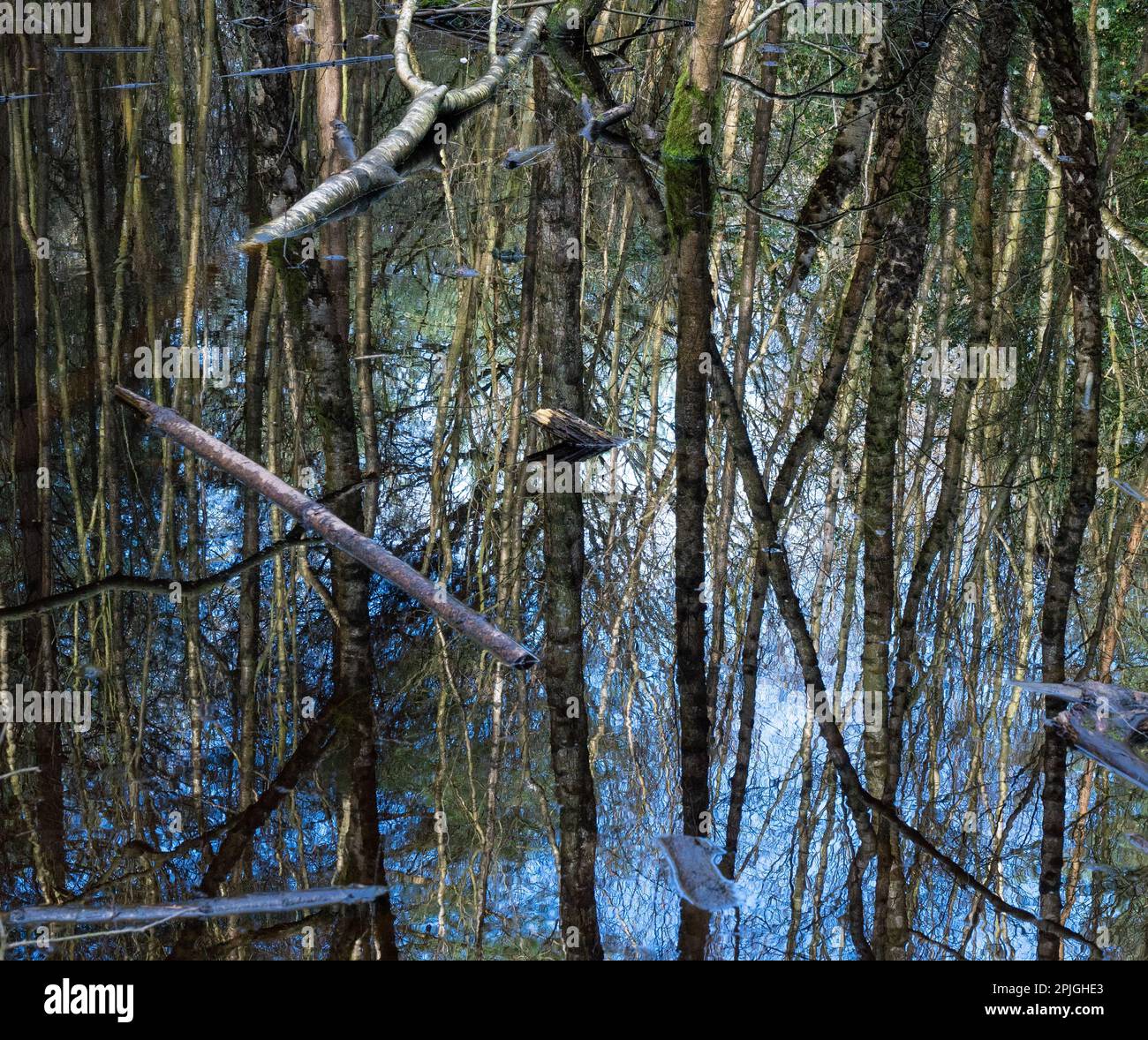 Quantum universe- reflections of trees in a lake Stock Photo - Alamy