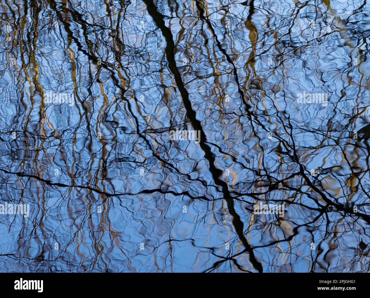 Quantum universe- reflections of trees in a lake Stock Photo - Alamy