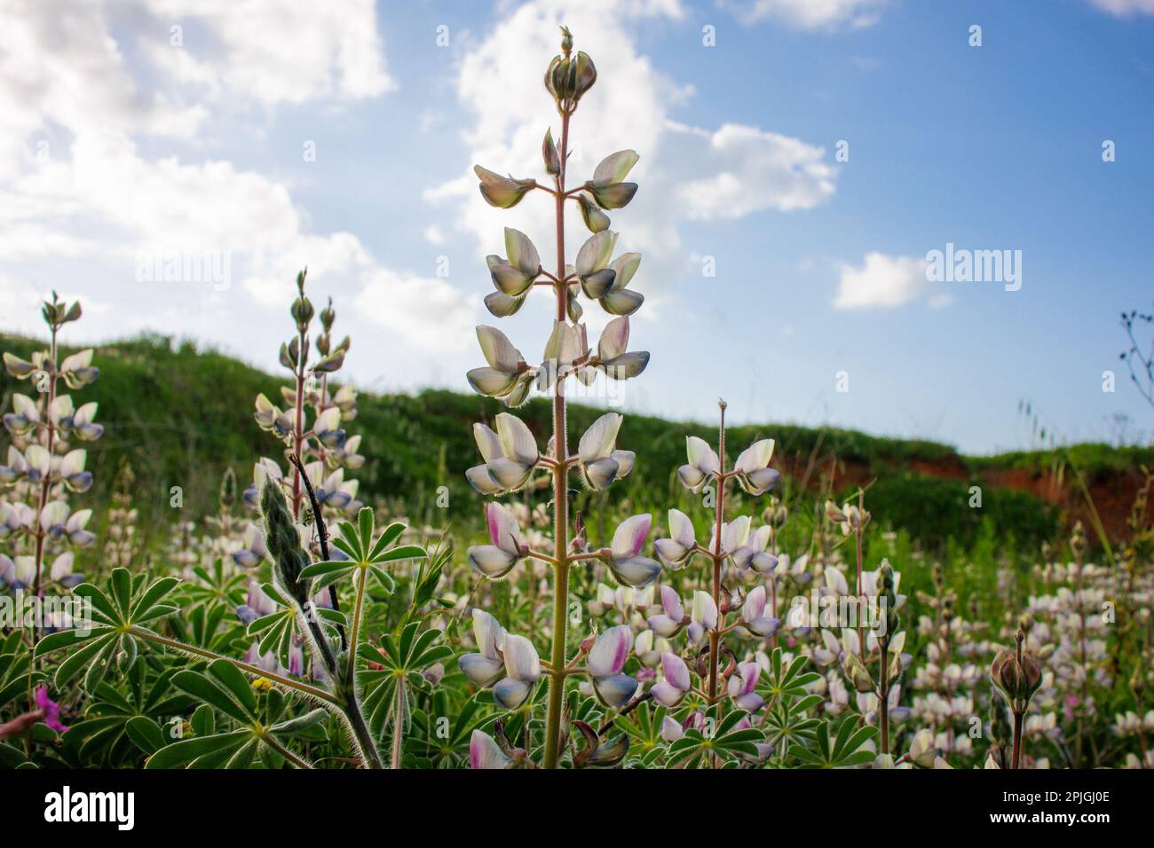 white purple field turmus Stock Photo - Alamy